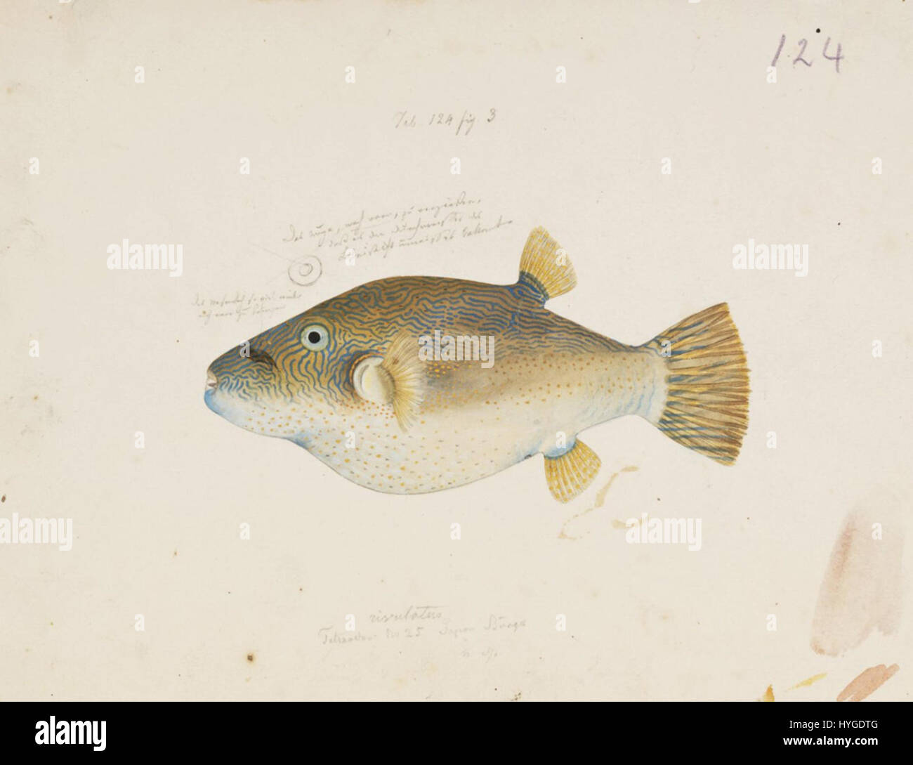 This is a detailed pencil drawing and watercolor of the fish species ...