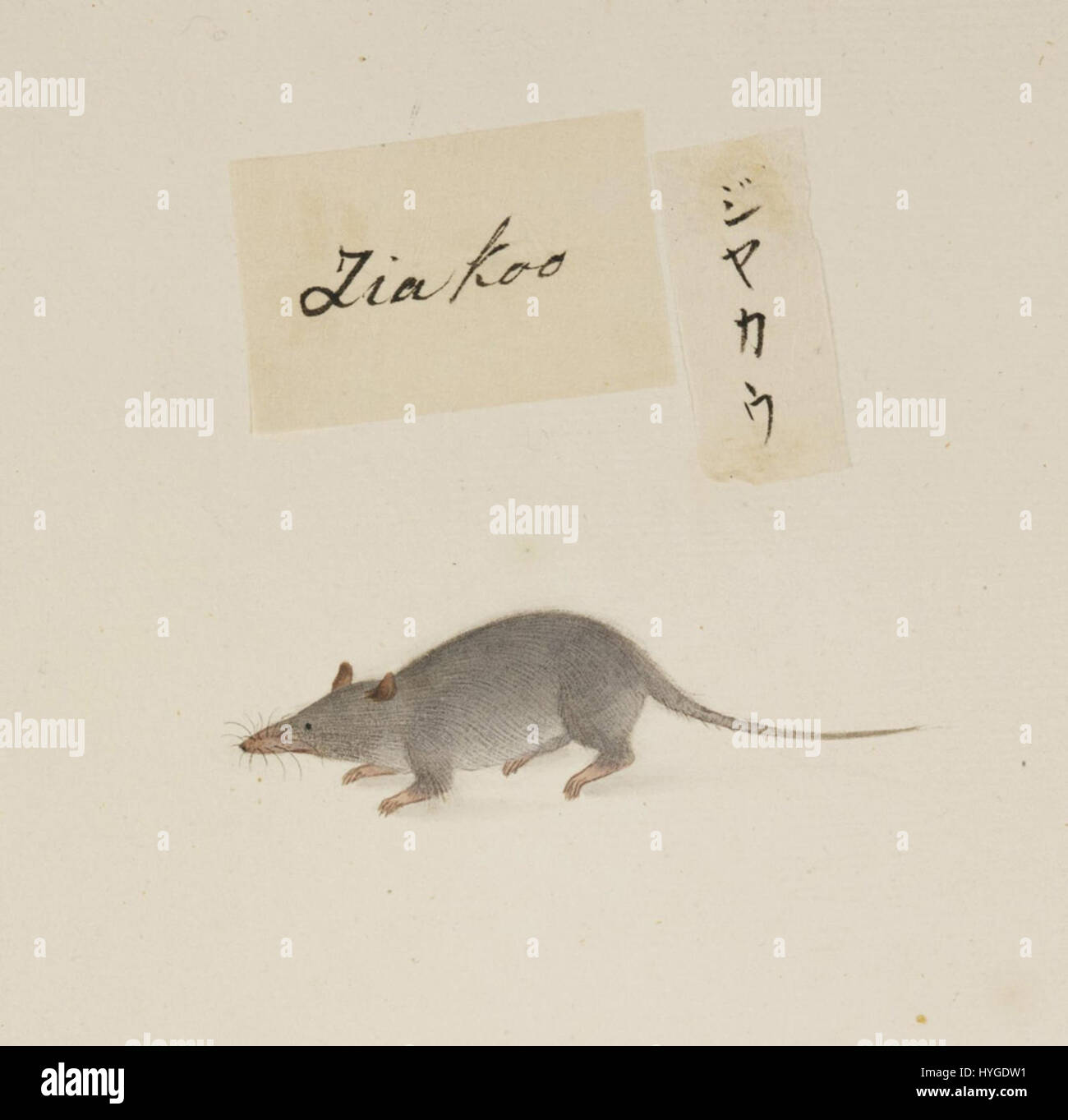 Suncus Murinus High Resolution Stock Photography and Images - Alamy