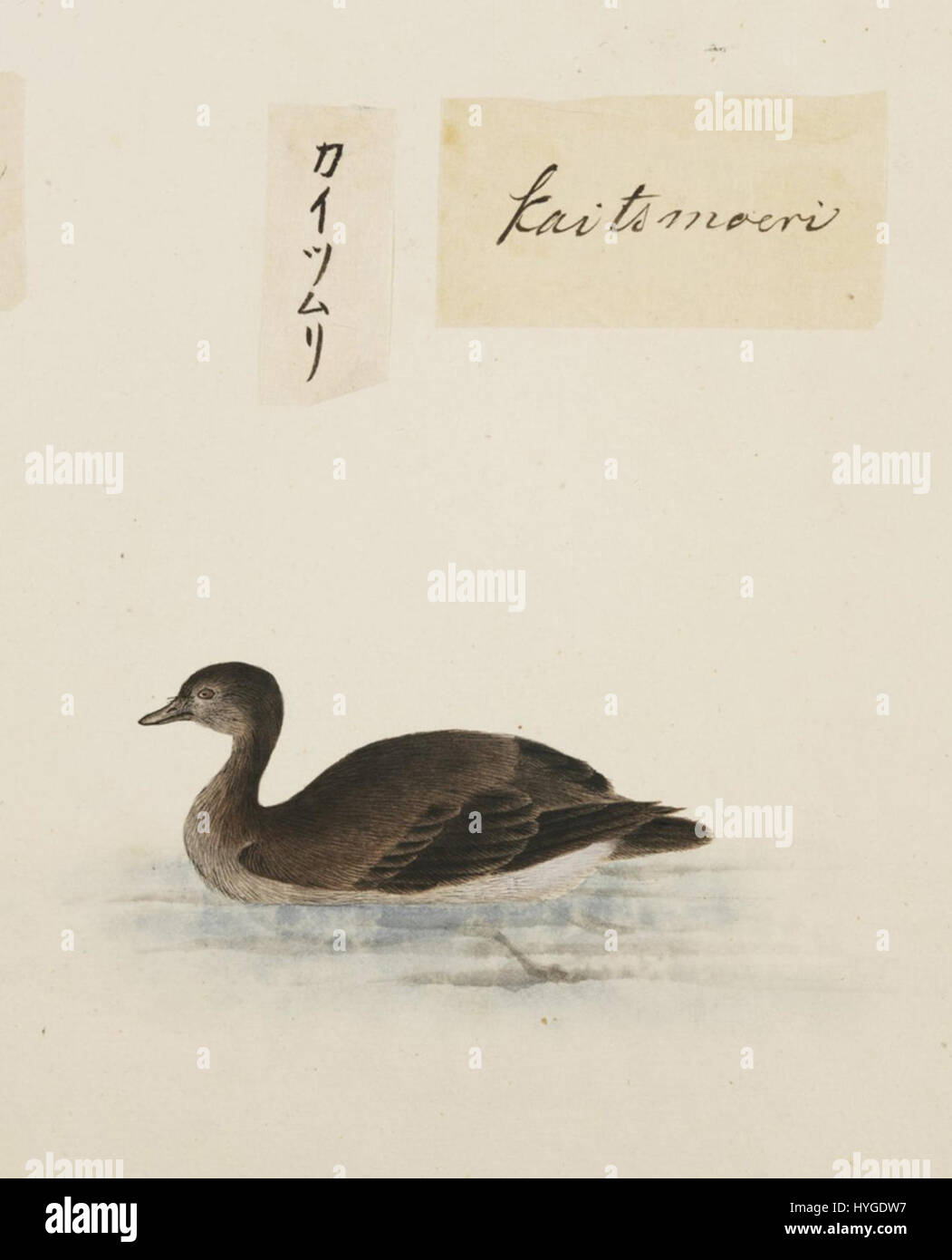 This pencil drawing and watercolor by Kawahara Keiga depict the ...