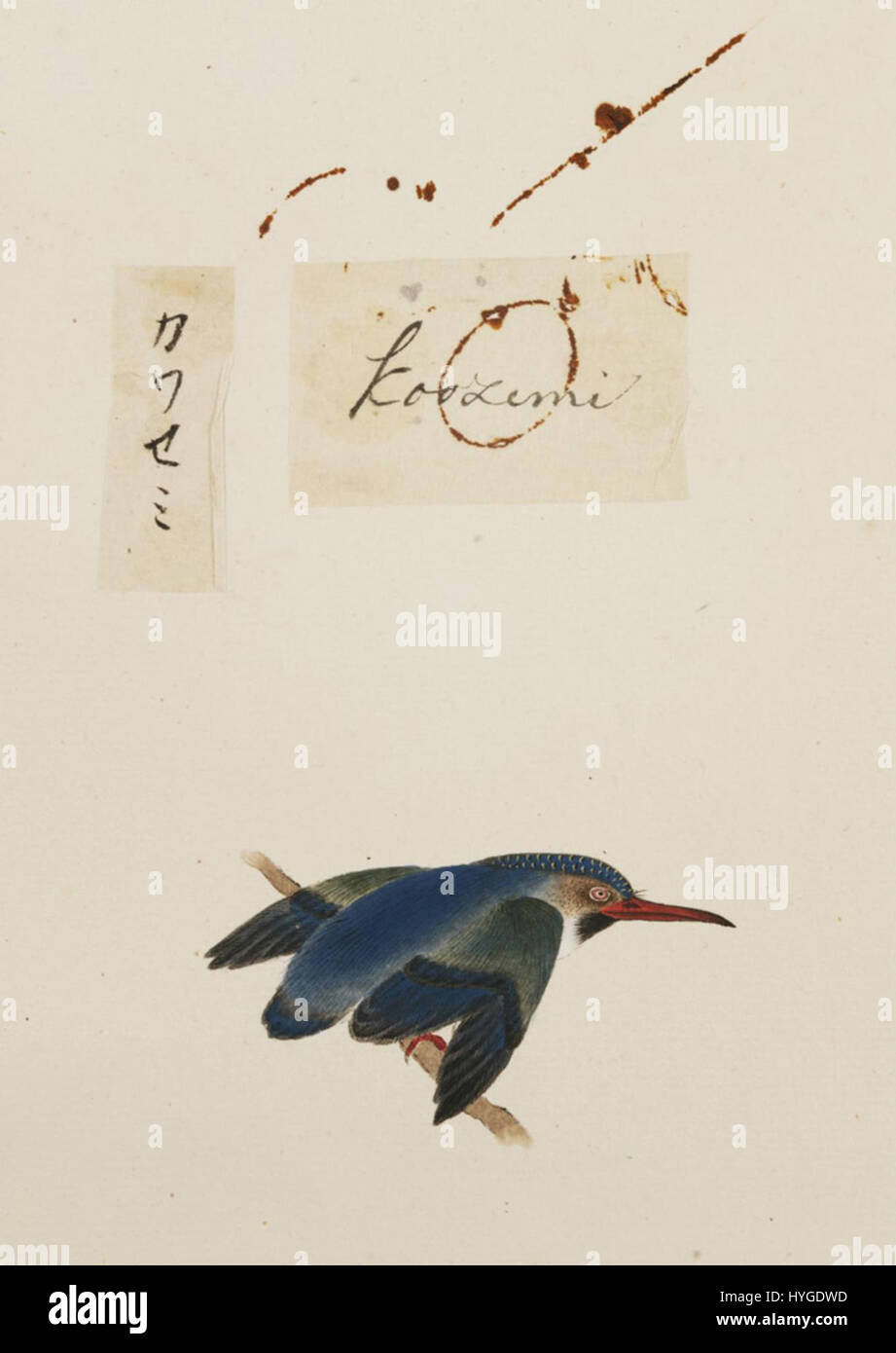 ‘Alcedo atthis’ by Kawahara Keiga is a fine pencil and watercolor ...