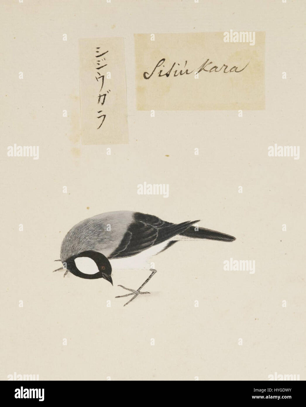 Parus major drawing hi-res stock photography and images - Alamy