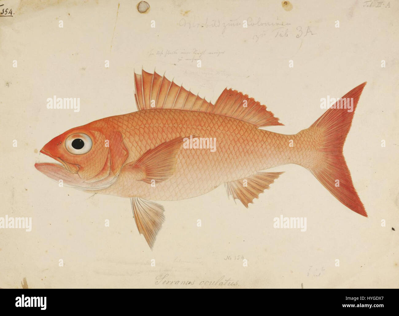 This pencil drawing and watercolour illustration of *Etelis carbunculus ...