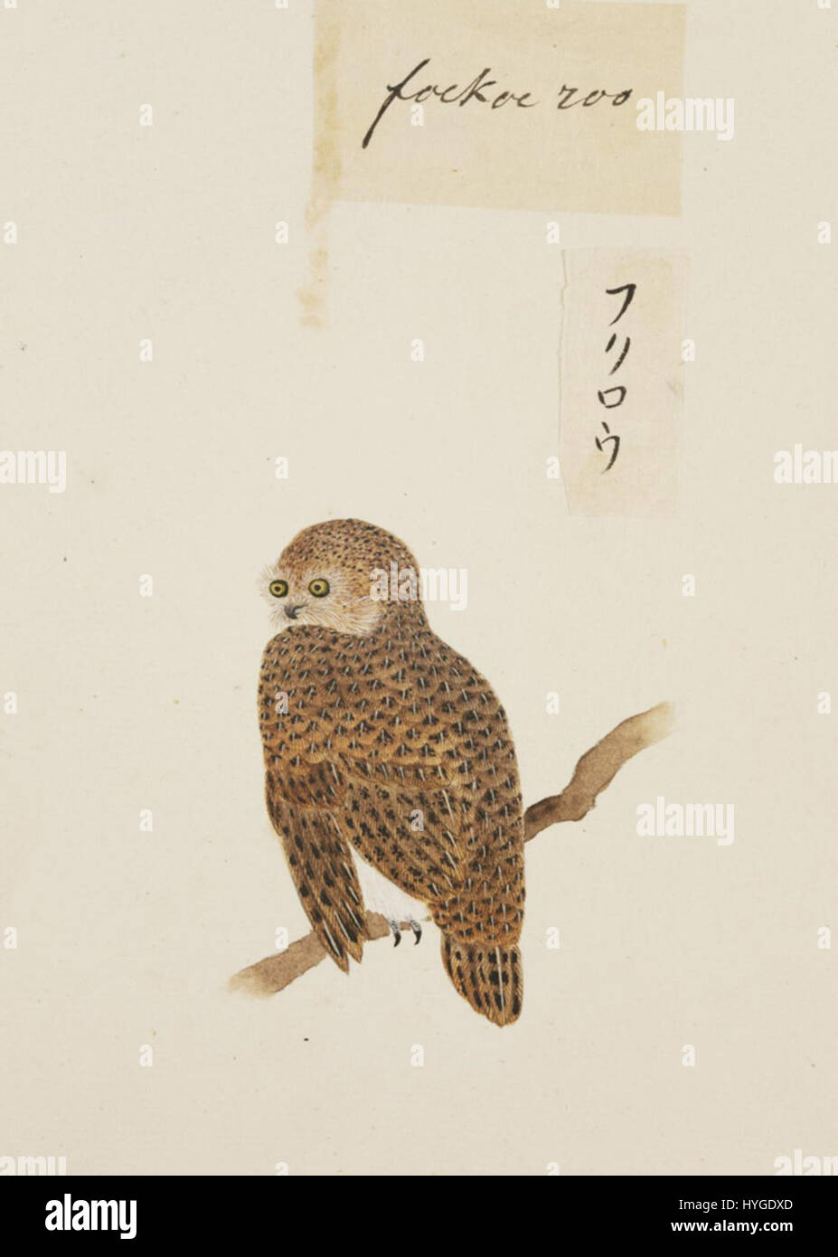 Kawahara Keiga’s watercolour and pencil drawing of Strix uralensis ...