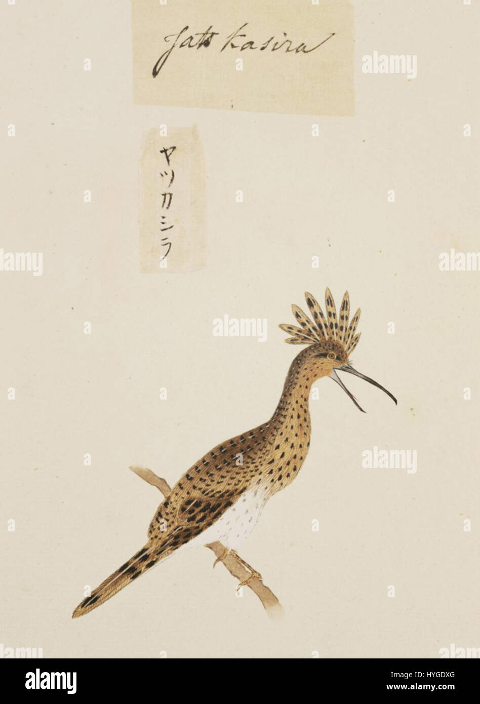 Bird drawings watercolor hi-res stock photography and images - Alamy