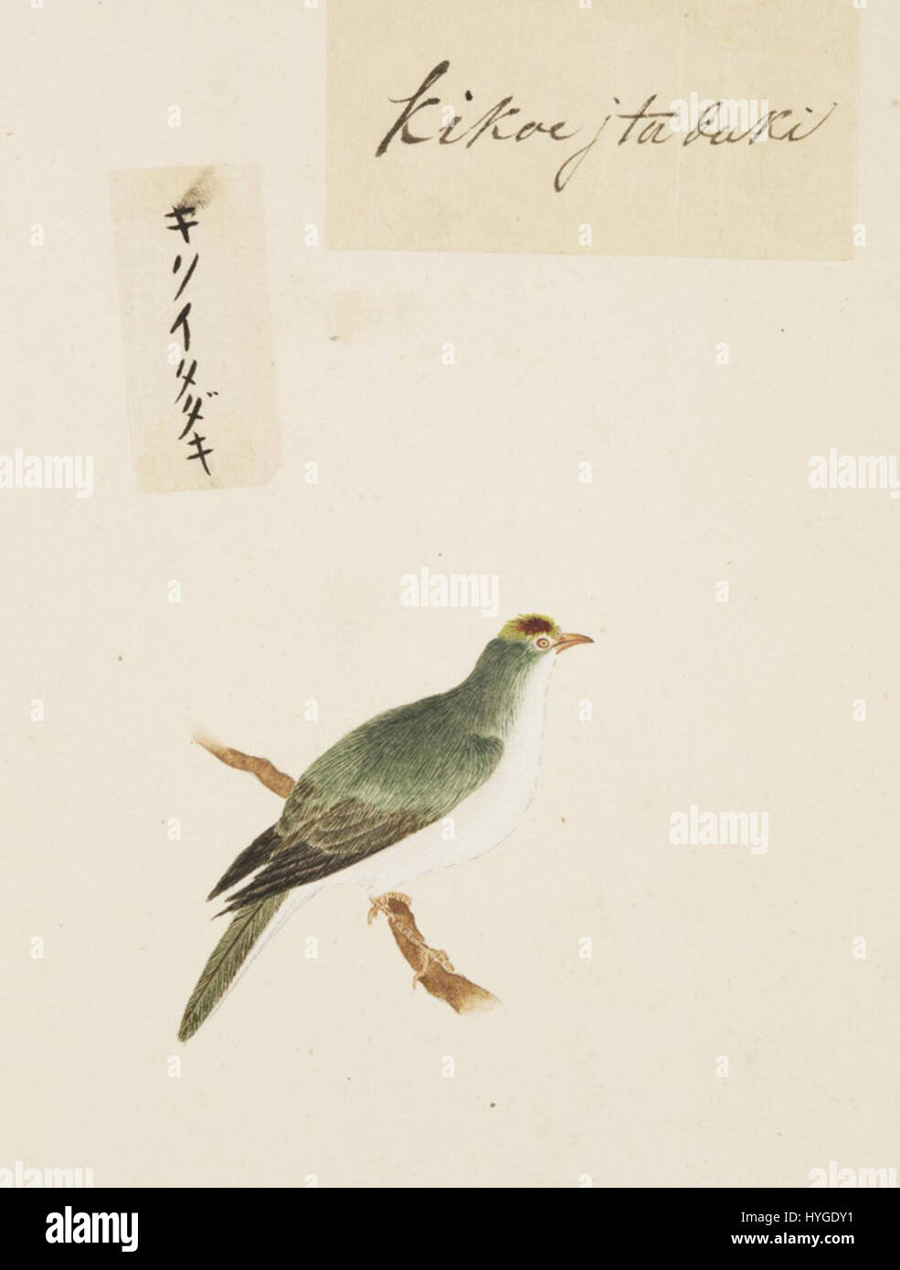 This pencil drawing and watercolor by Keiga Kawahara, titled 'Regulus ...