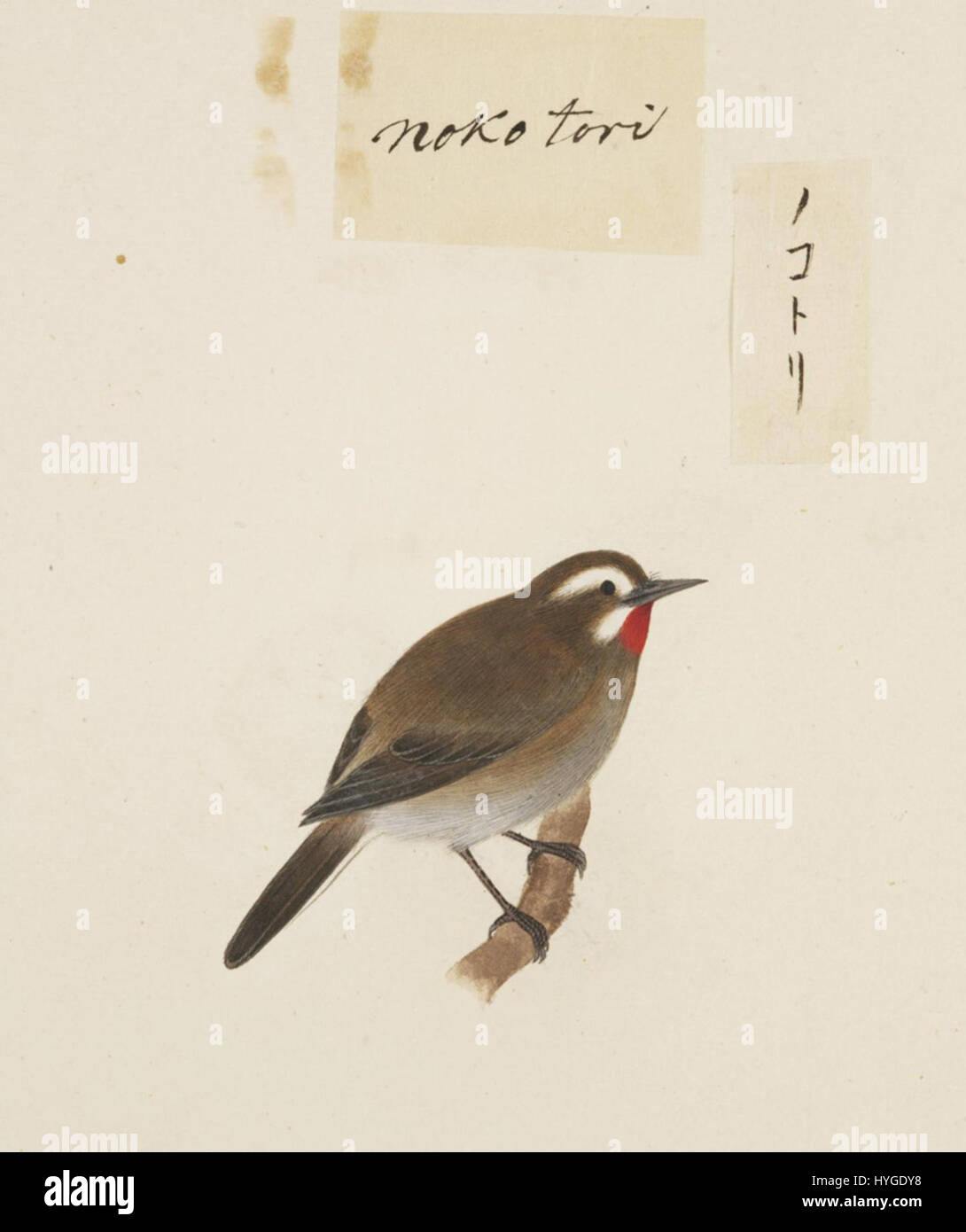 A 1823–1829 pencil drawing and watercolor of the Luscinia calliope ...