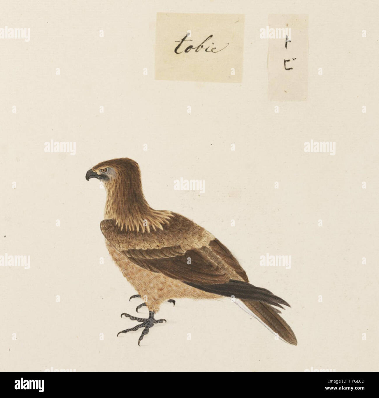 This pencil drawing and watercolor by Kawahara Keiga, created between ...