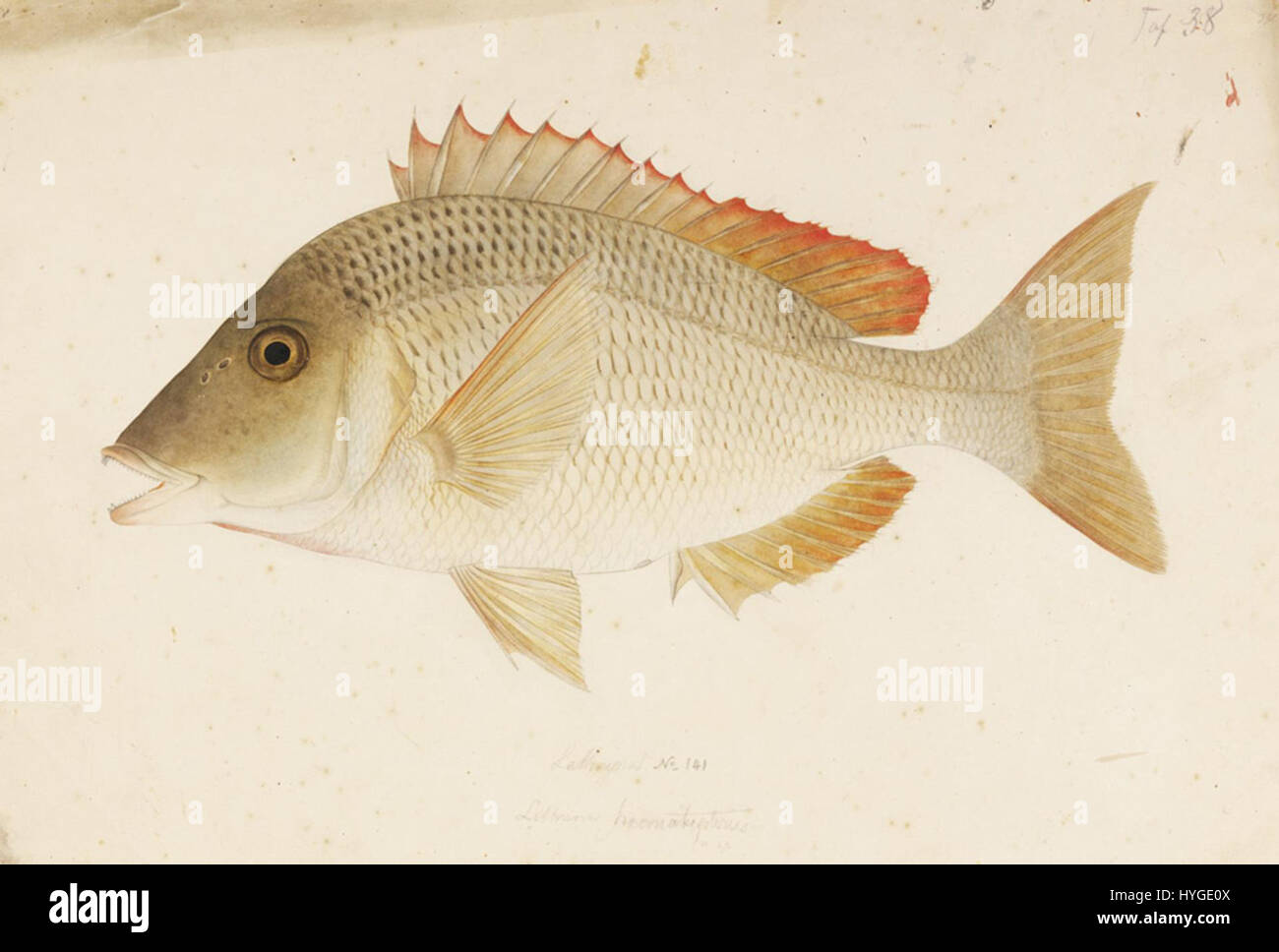 This work, featuring Lethrinus haematopterus (a species of fish), is a ...