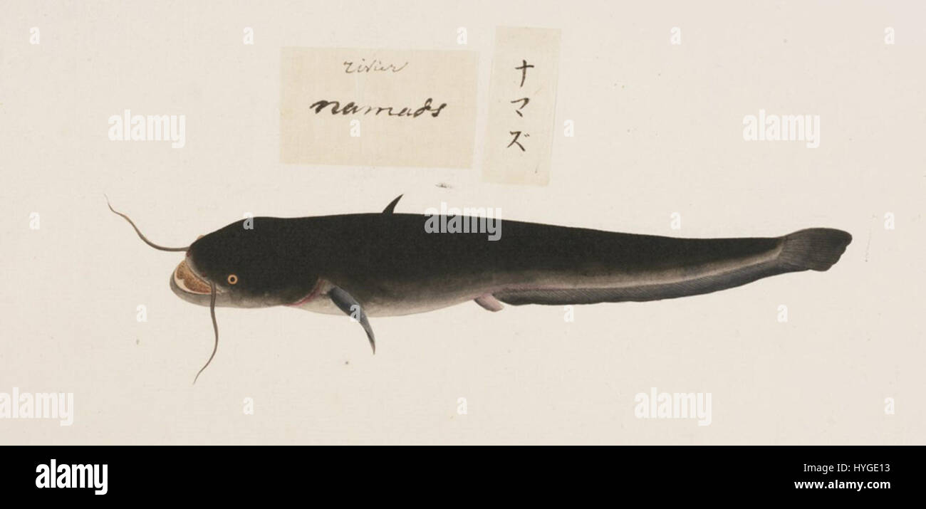 Silurus asotus hi-res stock photography and images - Alamy