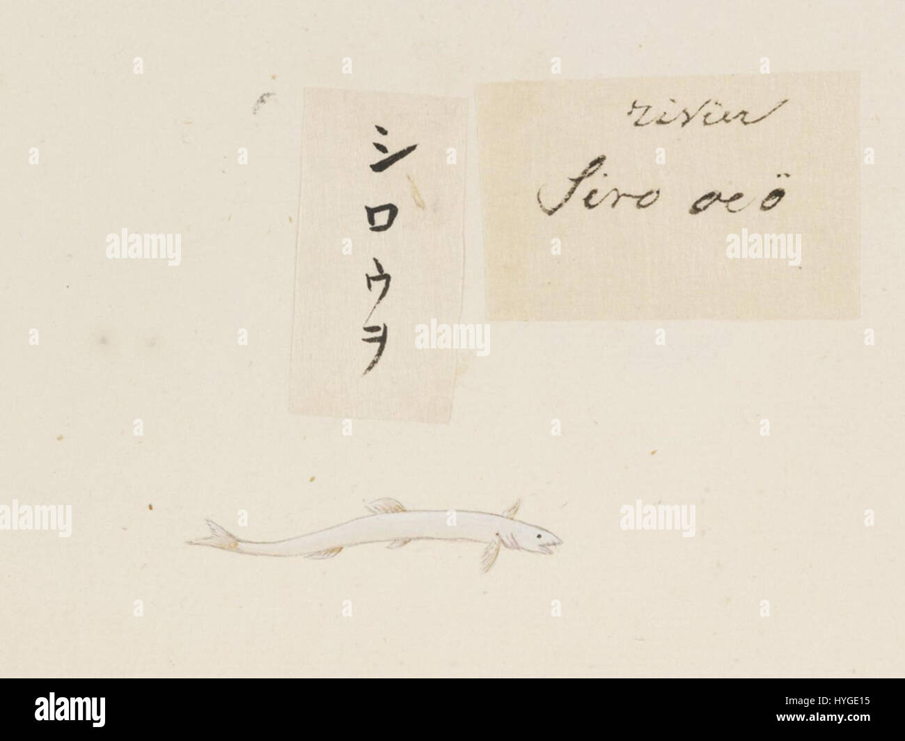 Salanx species hi-res stock photography and images - Alamy