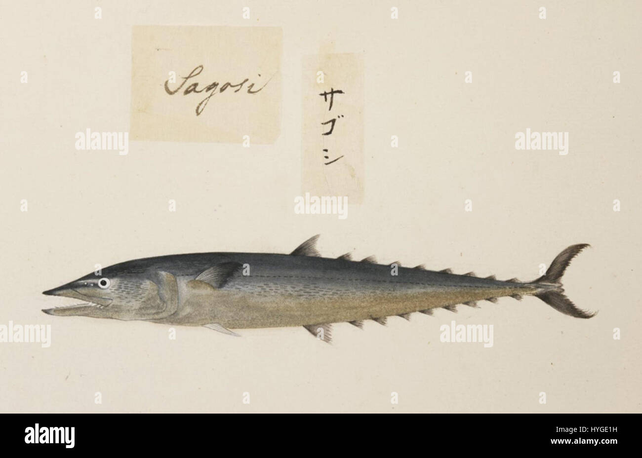 This illustration, part of the Siebold Collection at the Naturalis ...