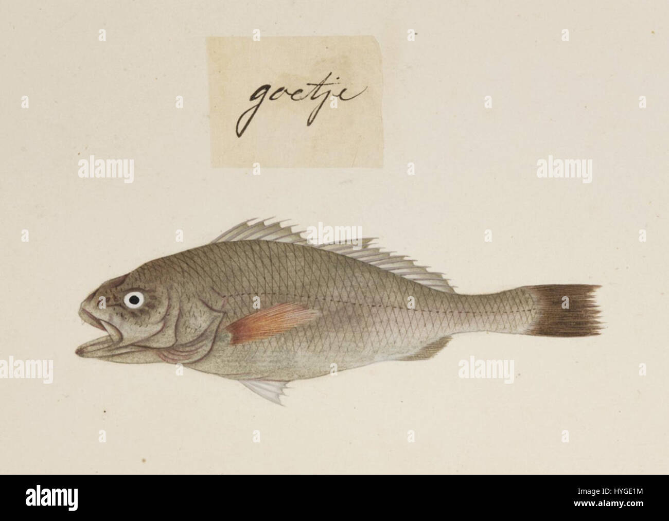 The illustration of Argyrosomus argentatus, a species of fish, by ...