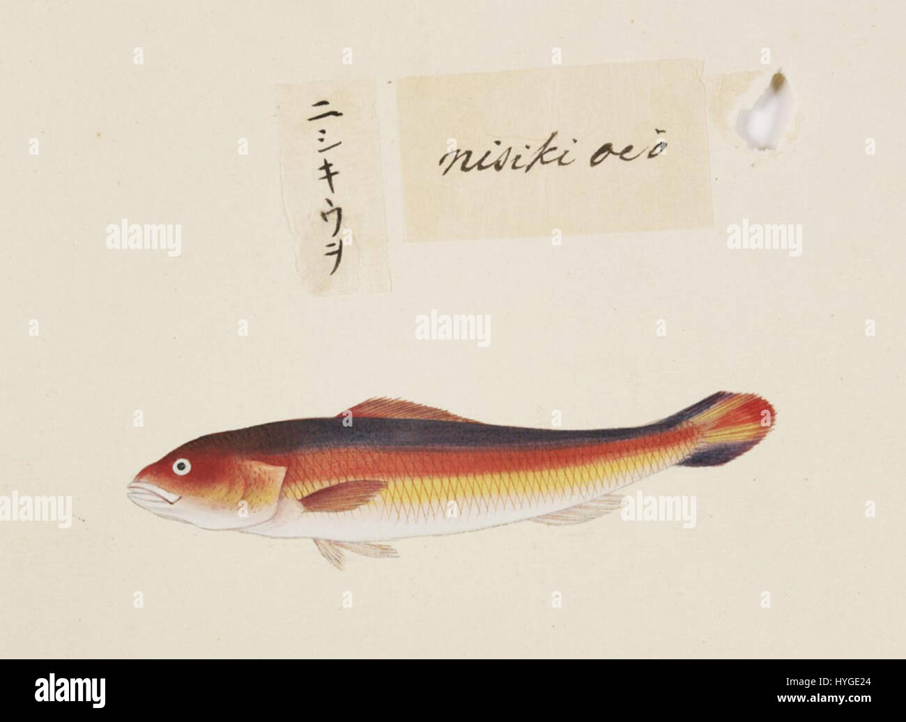 This unidentified fish, depicted in a pencil drawing and watercolour by ...