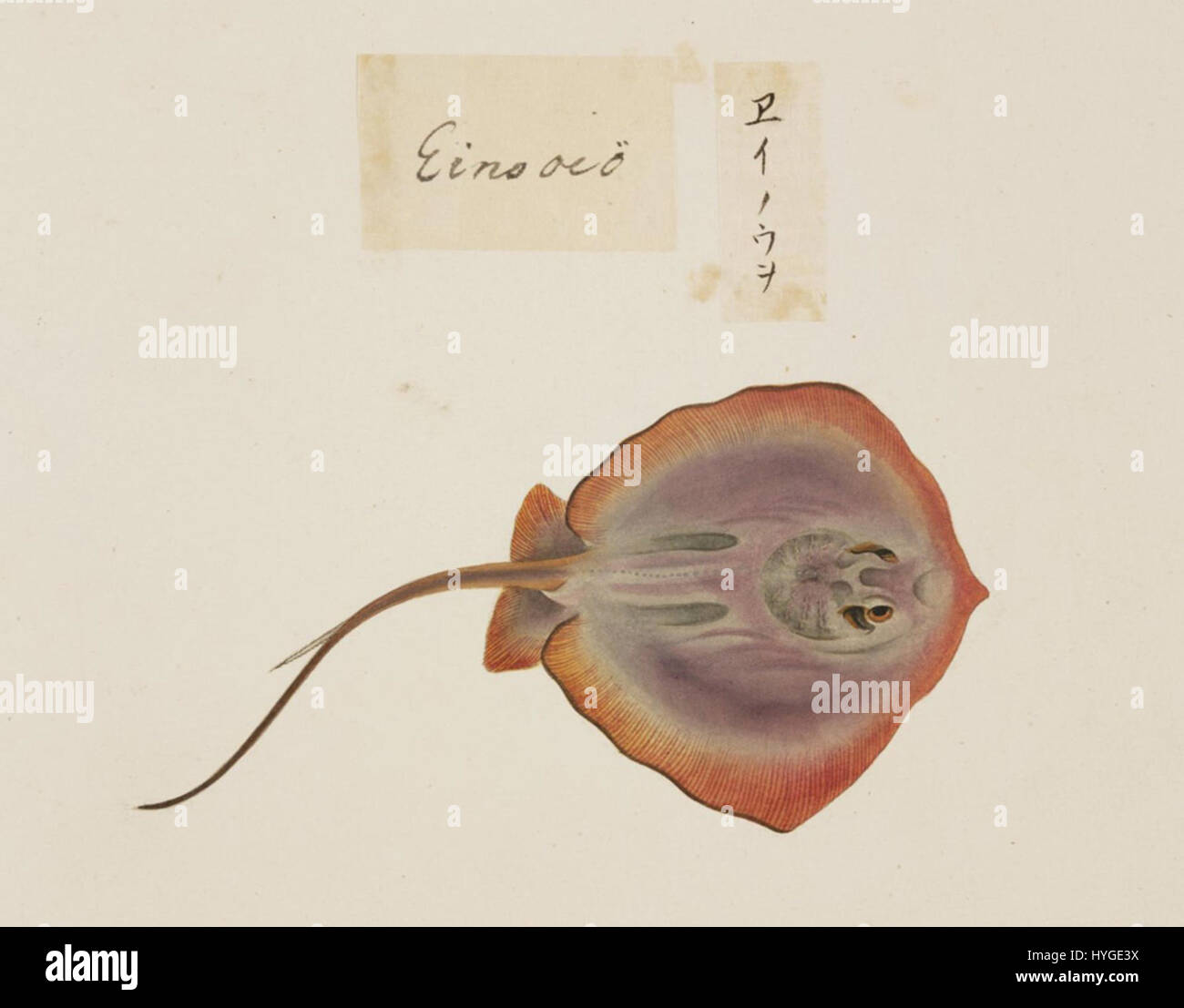 The drawing 'Dasyatis akajei' by Kawahara Keiga, created between 1823 ...