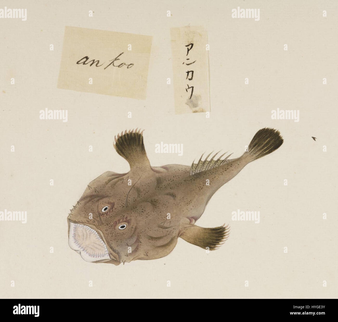 This artwork, created by Kawahara Keiga, illustrates Lophiomus ...