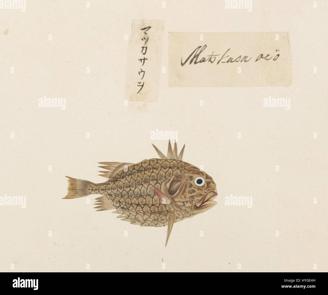 Monocentris japonicus hi-res stock photography and images - Alamy