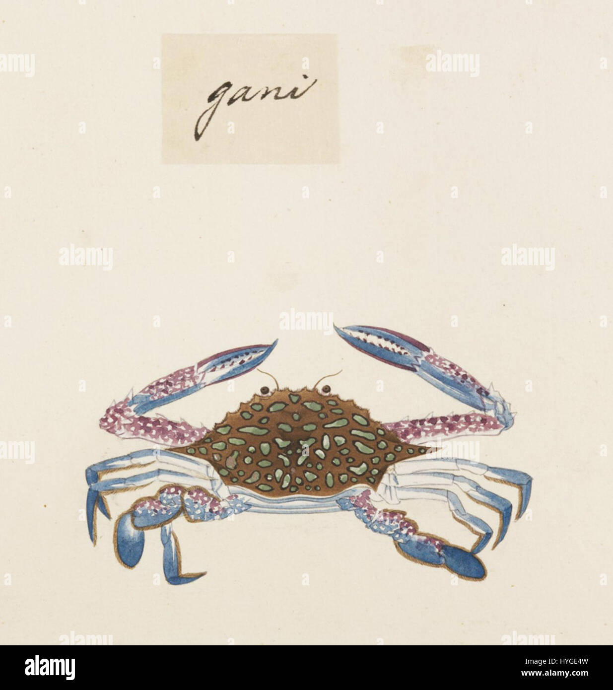 Naturalis Biodiversity Center RMNH.ART.558 Portunus (Portunus ...