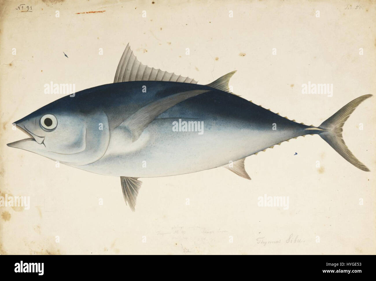 The pencil drawing and watercolor 'Thunnus obesus' by Lowe and Kawahara ...