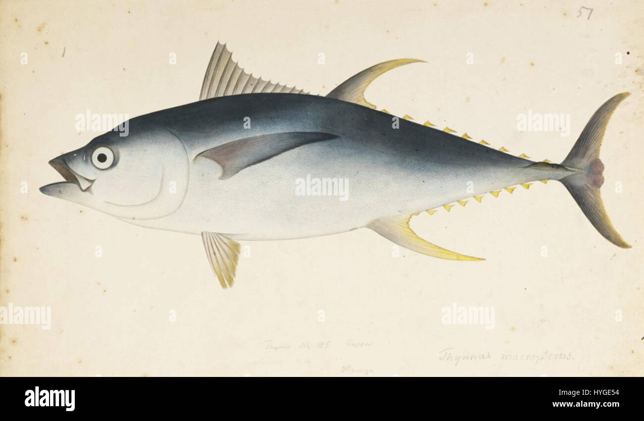 This 1823–1829 artwork by Kawahara Keiga features Thunnus albacares ...