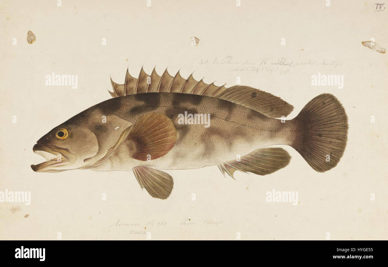 Giant Grouper Drawing