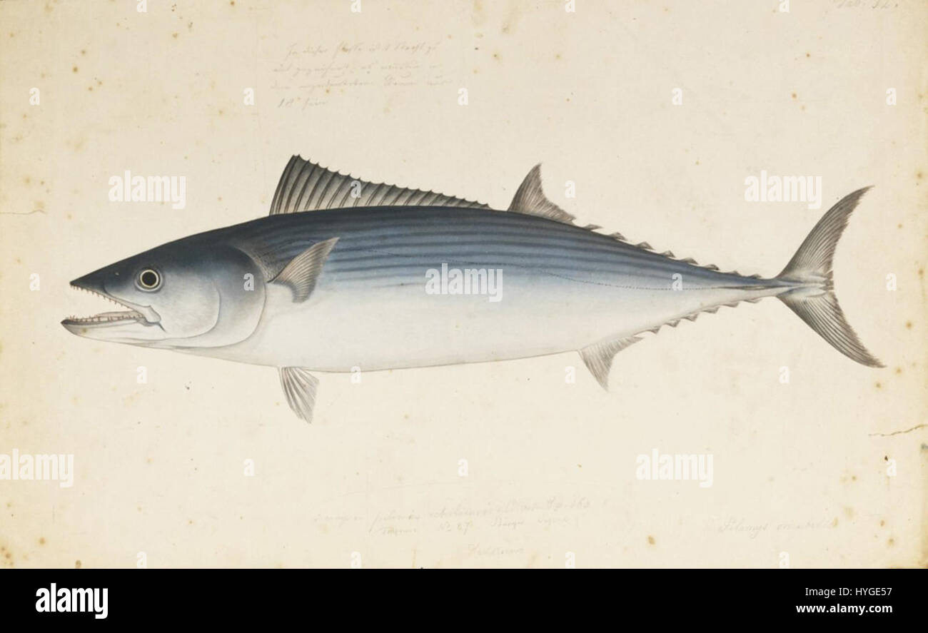 Kawahara Keiga’s 1823-1829 watercolor and pencil drawing of *Sarda ...