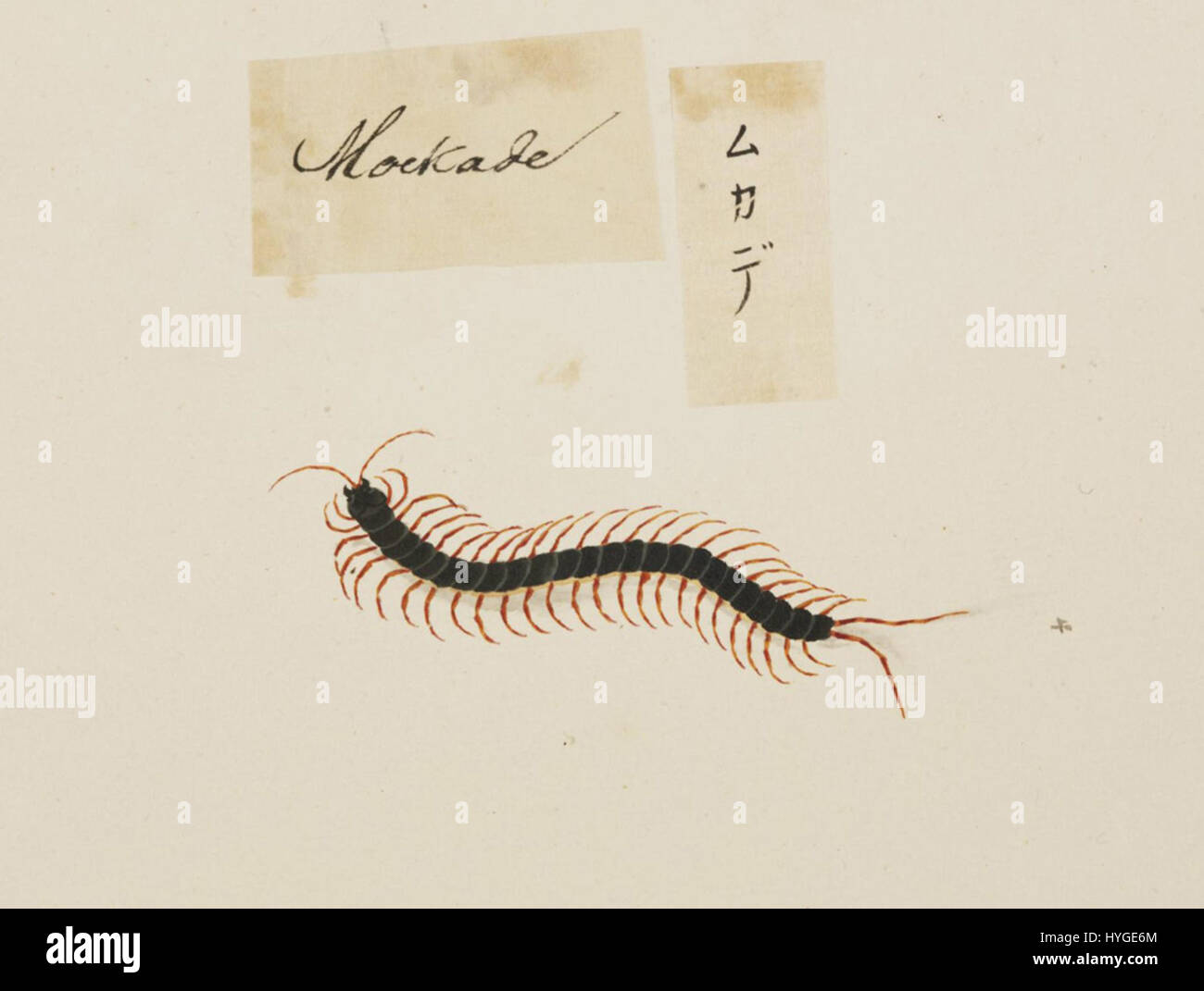This piece, a pencil drawing with watercolor, depicts a centipede from ...