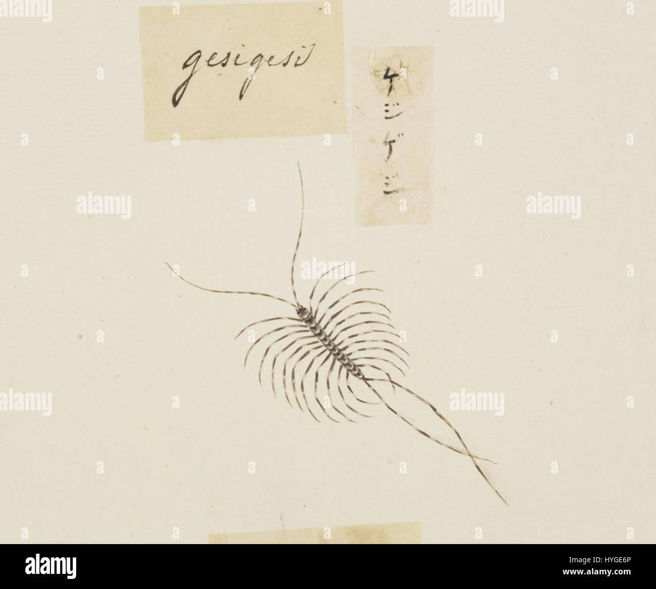 This 1823-1829 watercolor and pencil drawing by Kawahara Keiga, part of ...