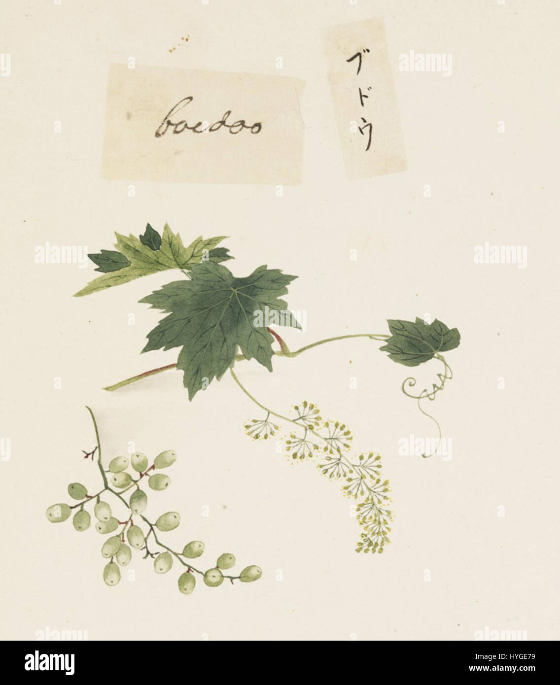 Vitis Spp High Resolution Stock Photography and Images - Alamy