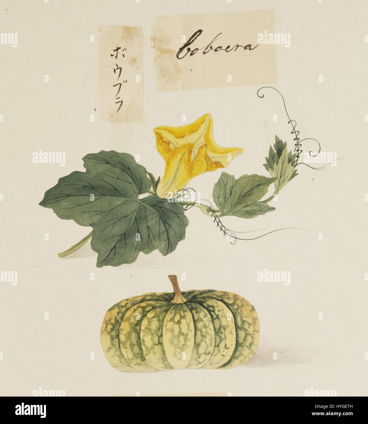The pencil drawing and watercolour 'Cucurbita' by Kawahara Keiga (1823 ...