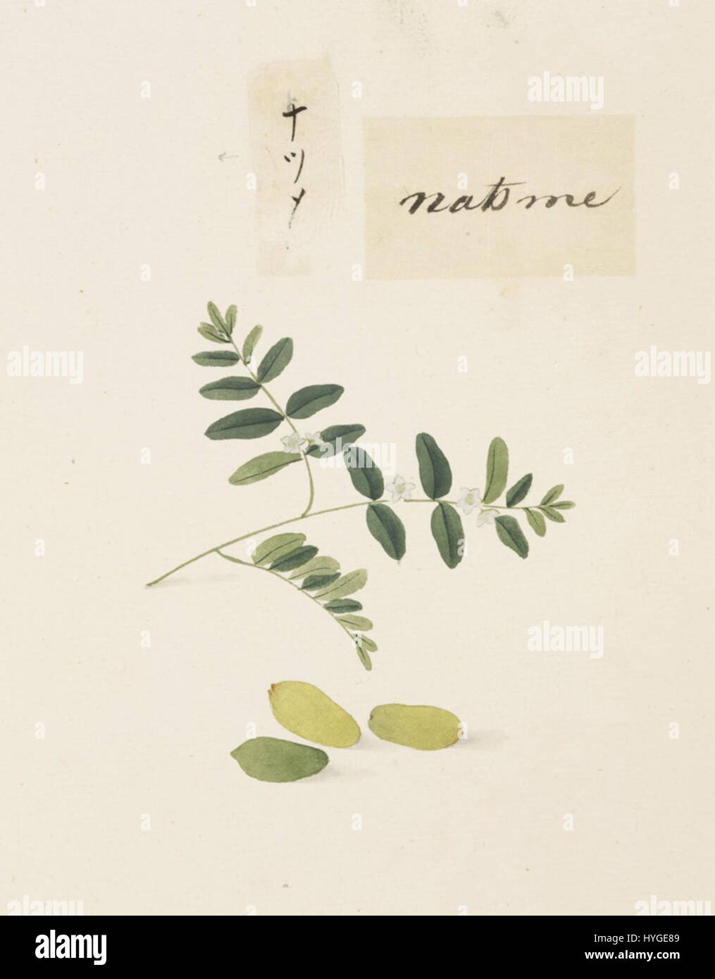 Work exemplifies botanical illustration hi-res stock photography and ...