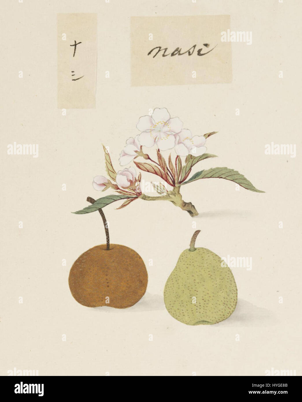 Cus design hi-res stock photography and images - Alamy