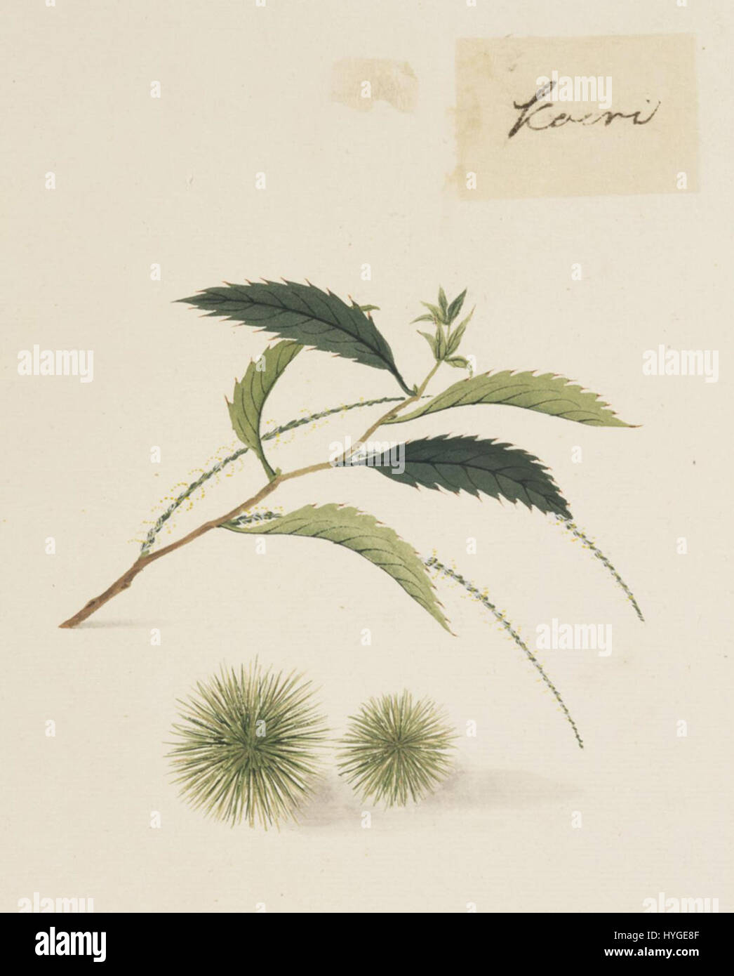 This is a pencil and watercolor drawing of Castanea crenata, created by ...