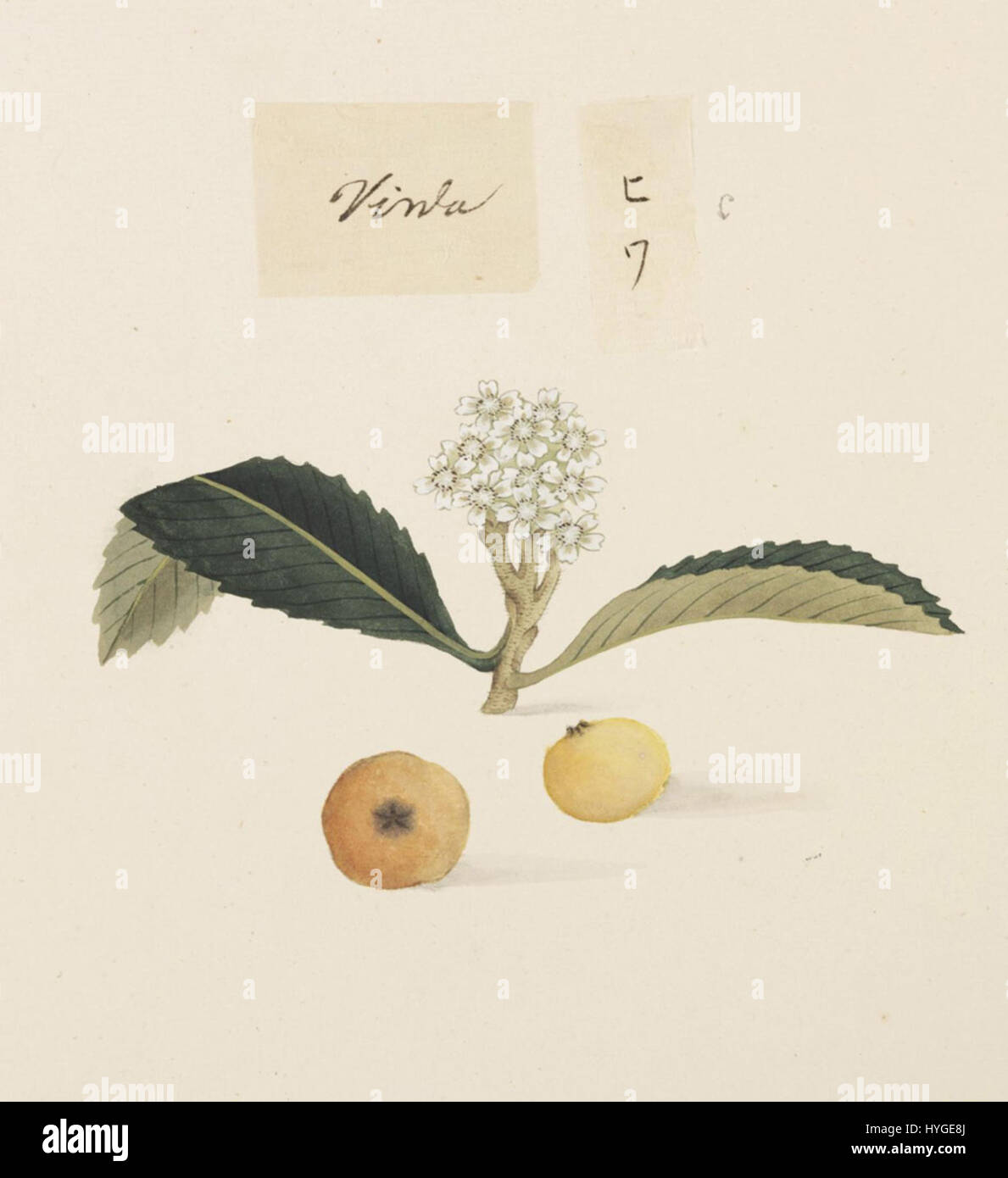 This botanical illustration by Kawahara Keiga depicts Eriobotrya ...