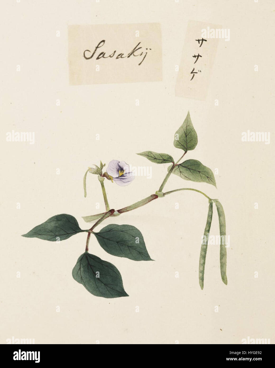 This 1823-1829 pencil drawing and watercolour by Keiga Kawahara depicts ...