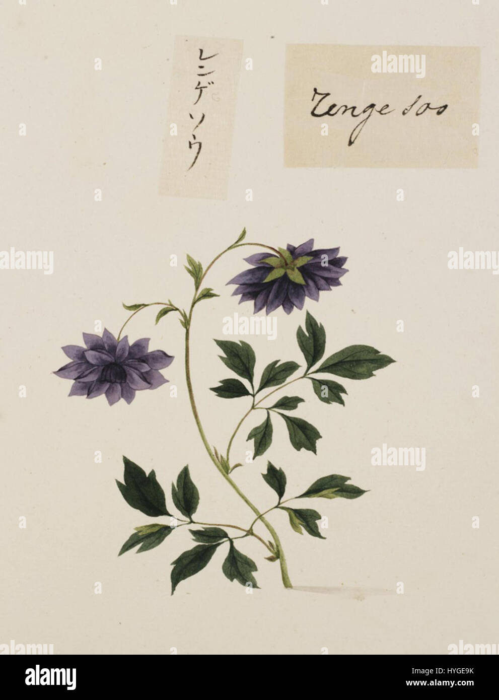 Astragalus sinicus, depicted in this detailed pencil drawing and ...