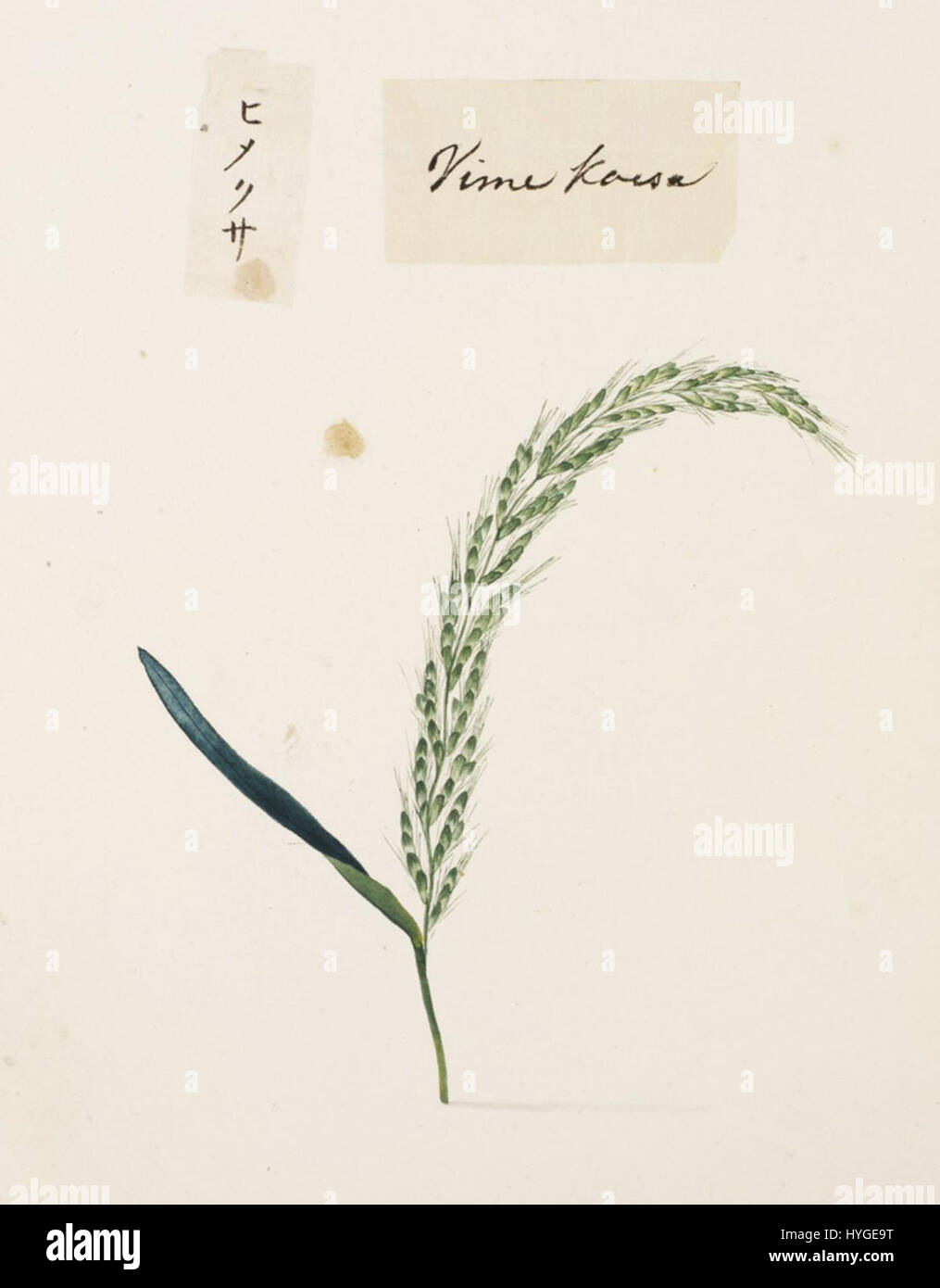 This watercolor by Kawahara Keiga, depicting an unidentified plant, is ...