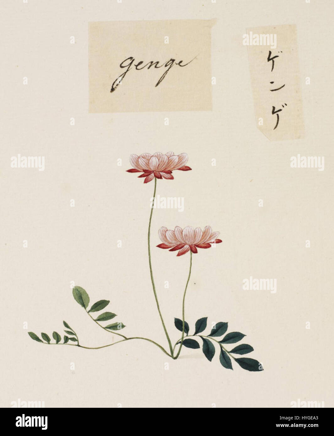 The watercolor and pencil drawing of 'Astragalus sinicus' (Chinese milk ...