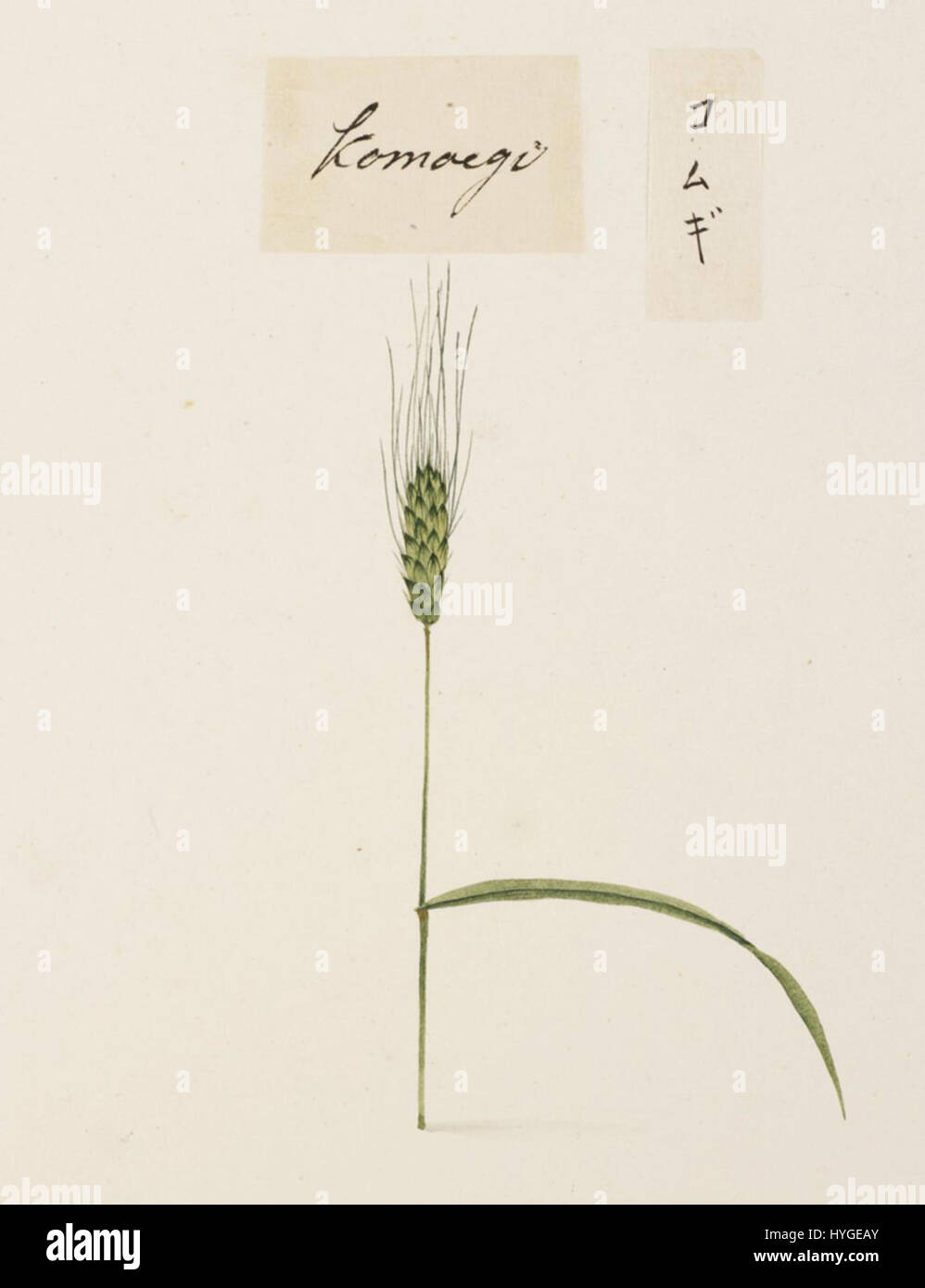 Botanical illustration of wheat hi-res stock photography and images - Alamy