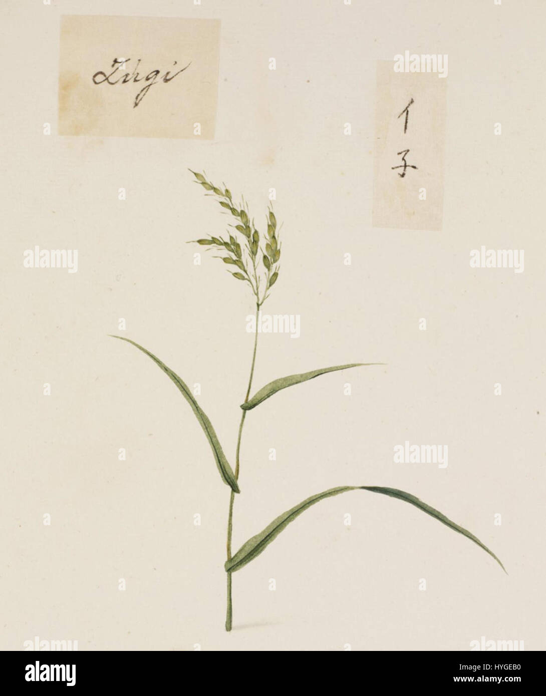 Rice Plant Drawing Easy With Pencil