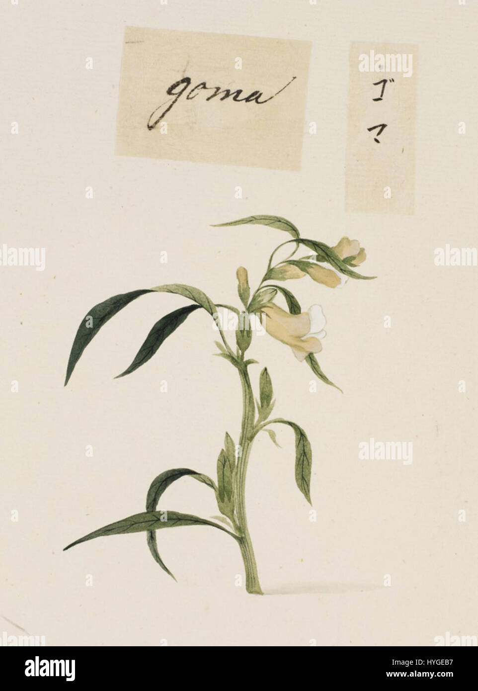 Sesamum indicum drawing hi-res stock photography and images - Alamy