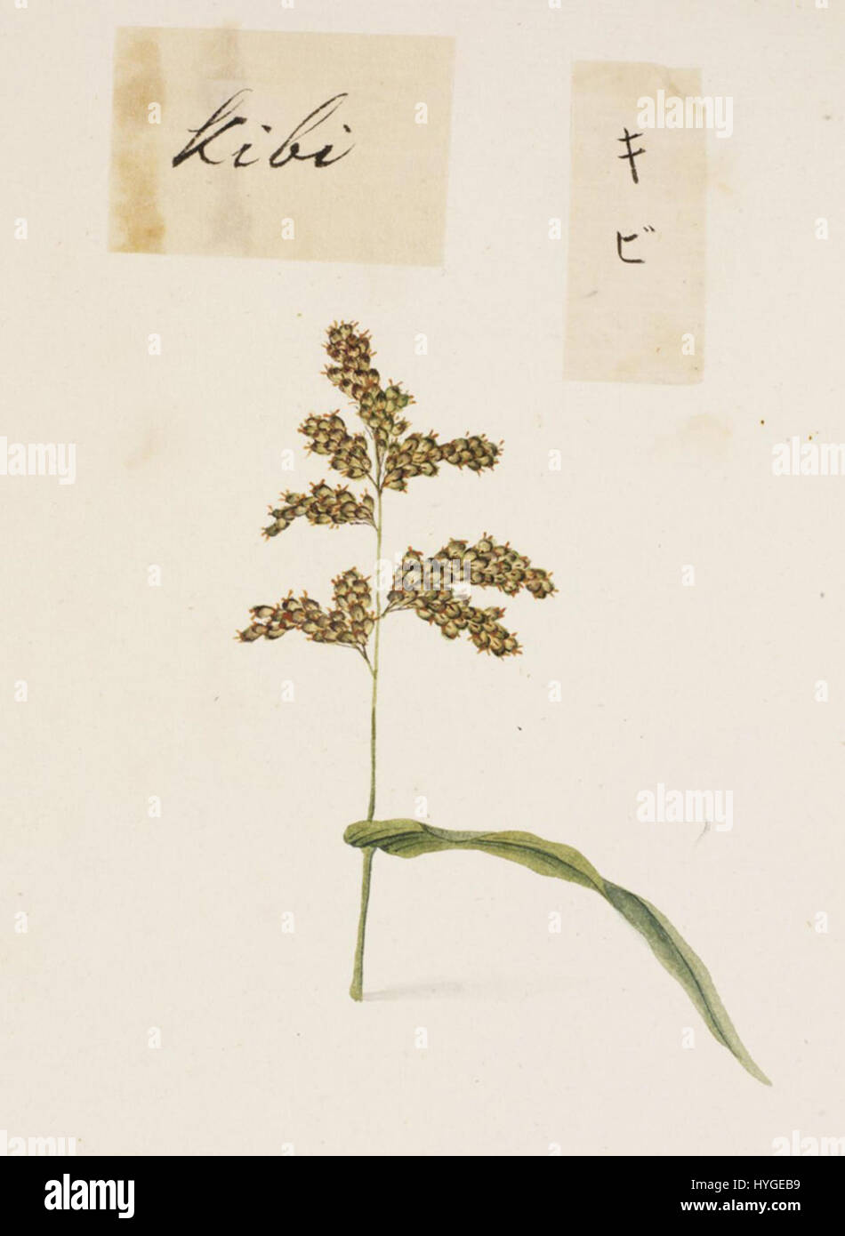 Naturalis Biodiversity Center RMNH.ART.714 Panicum miliaceum Kawahara ...