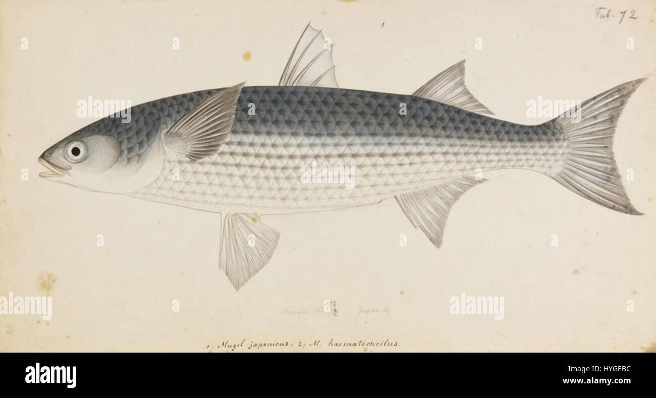 The pencil drawing and watercolour of Mugil cephalus (Grey Mullet ...