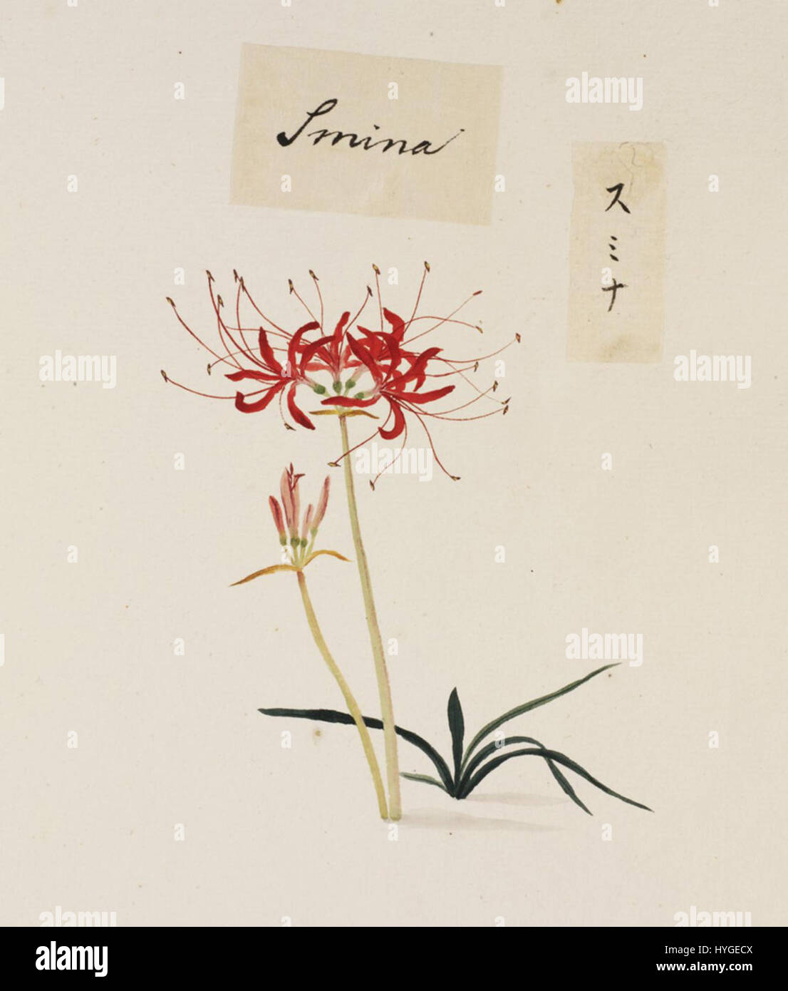 The 'Lycoris radiata' illustration by Kawahara Keiga, created between ...