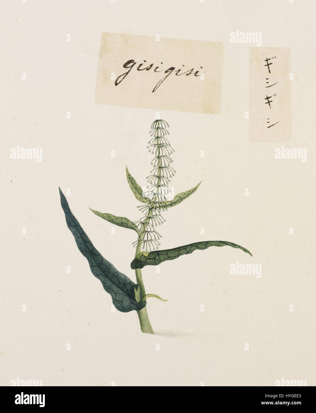 This botanical illustration by Kawahara Keiga, created between 1823 and ...