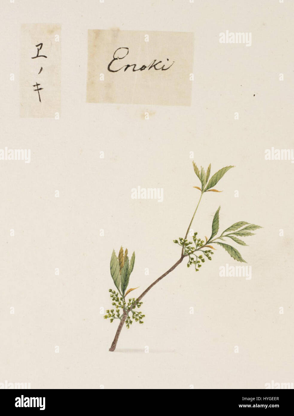 Japanese hackberry hi-res stock photography and images - Alamy