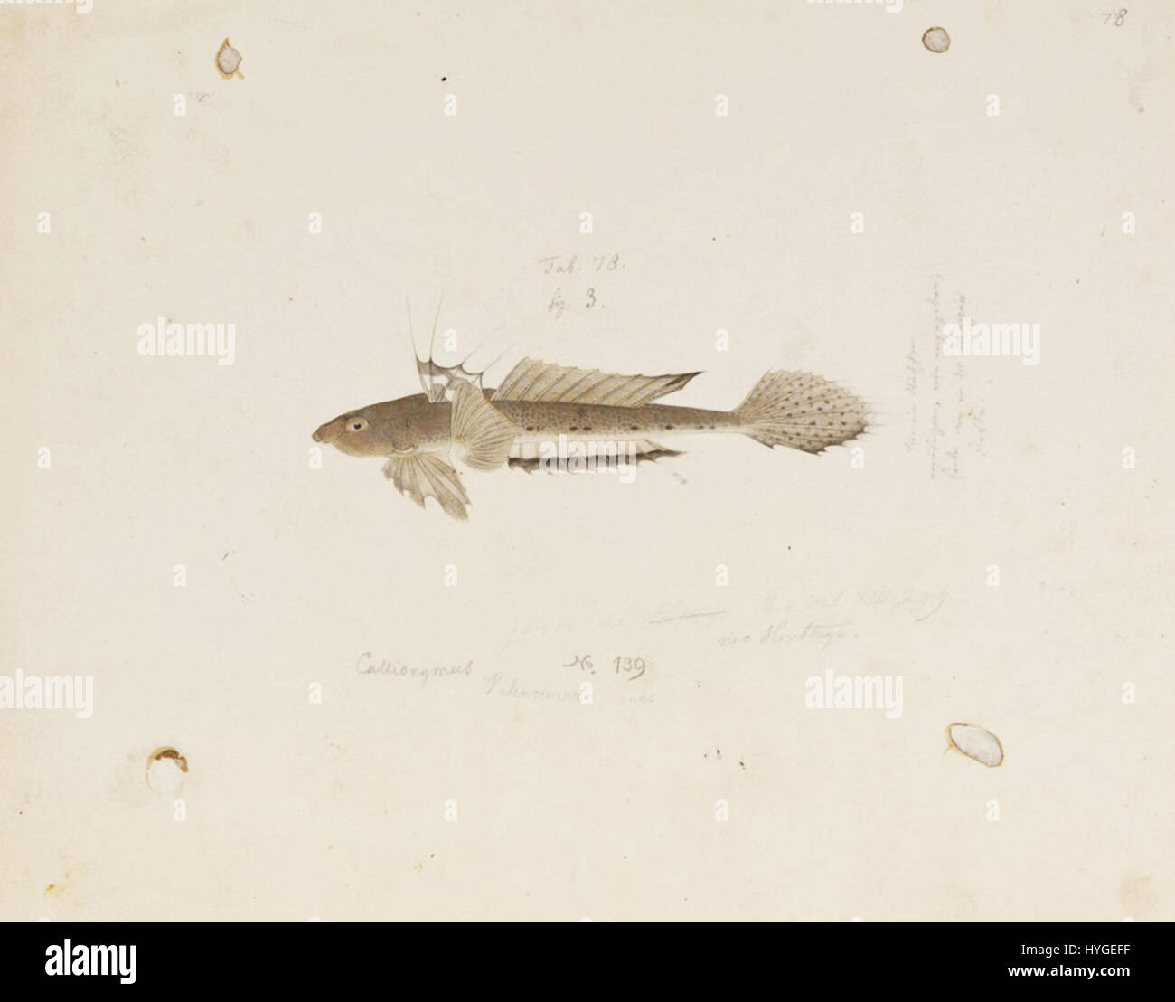 'Callionymus valenciennei' is a watercolor and pencil drawing by ...