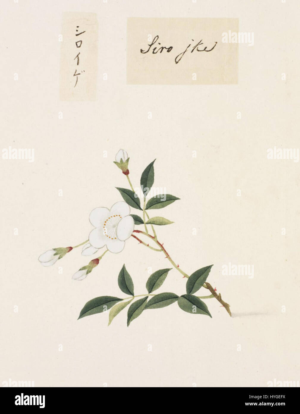 Rosa multiflora by Kawahara Keiga is a botanical illustration from the ...