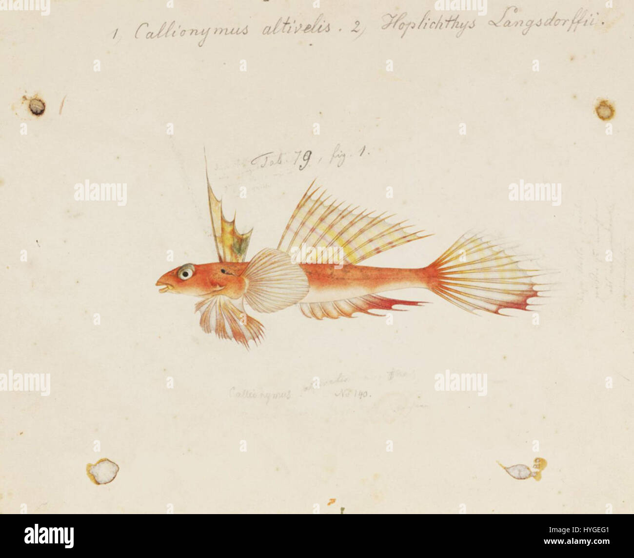 This pencil drawing by Kawahara Keiga, depicting the fish species ...