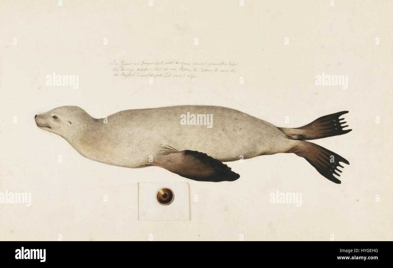 This pencil drawing and watercolour by Kawahara Keiga, part of the ...