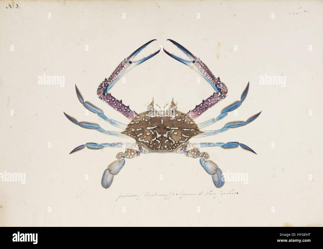 This artwork features a detailed scientific illustration of *Portunus ...